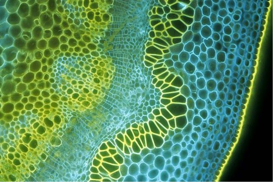 Growth patterns in nature | Paul Thorpe